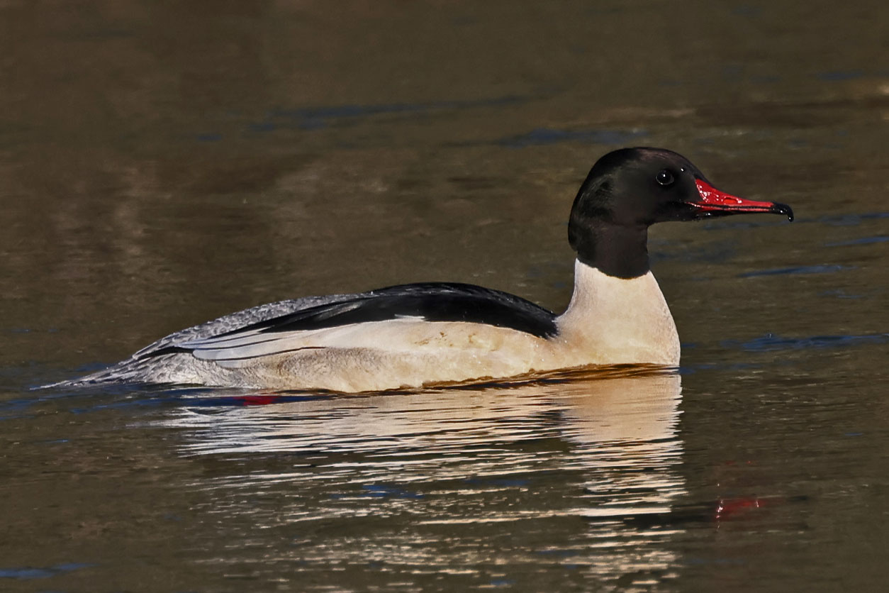 VVWH Website-2023entries